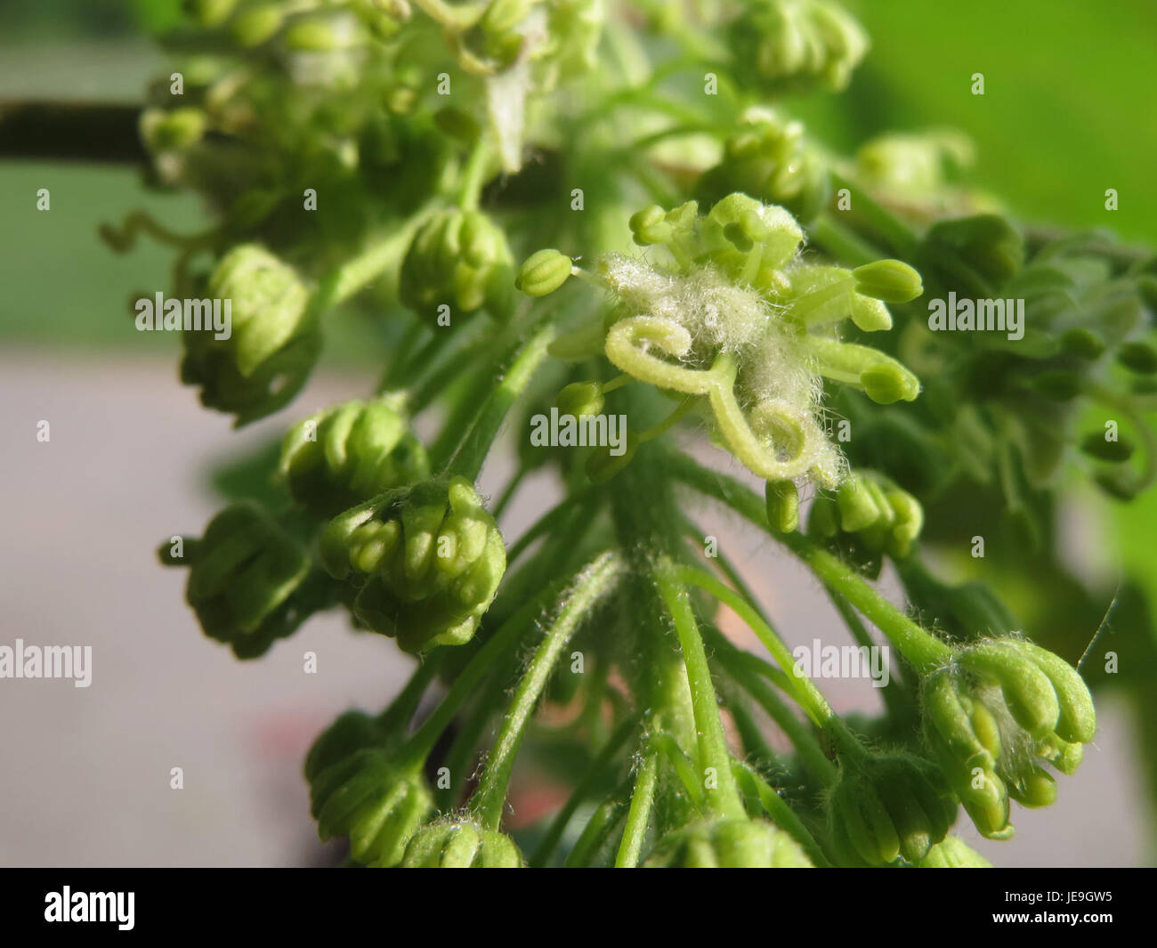 Acer pseudoplatanus, commonly known as the sycamore maple, is a large ...