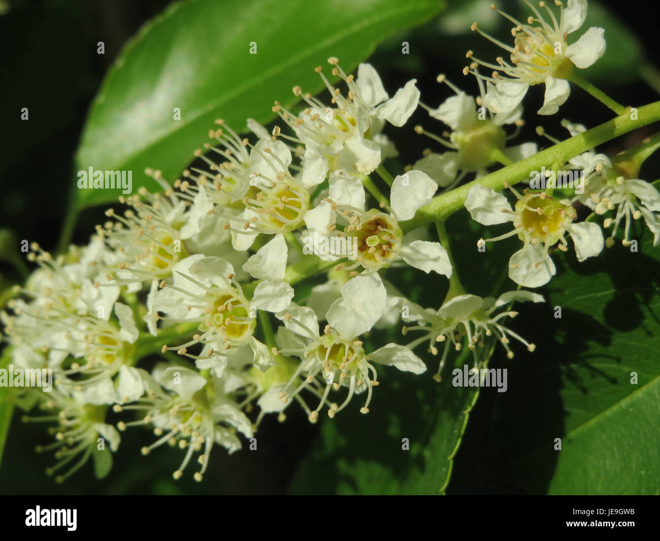 This image features Prunus serotina, also known as black cherry, a ...