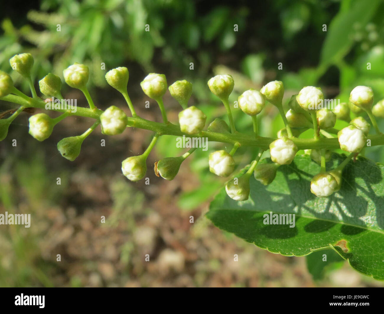 Prunus serotina, commonly known as black cherry, is a deciduous tree ...