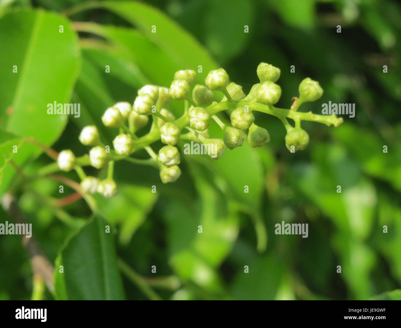 Prunus serotina, commonly known as black cherry, is a deciduous tree ...