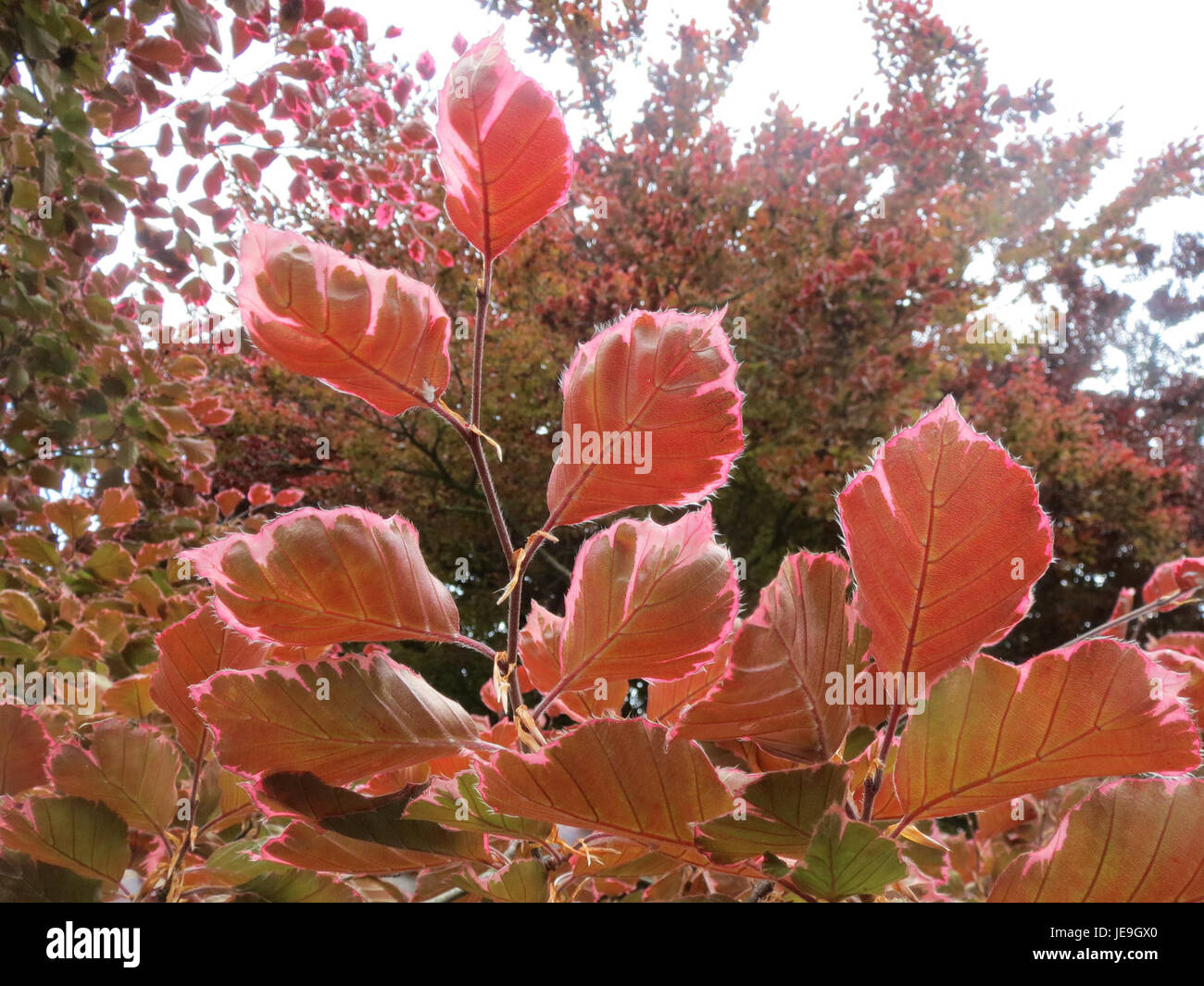 Fagus species hi-res stock photography and images - Alamy