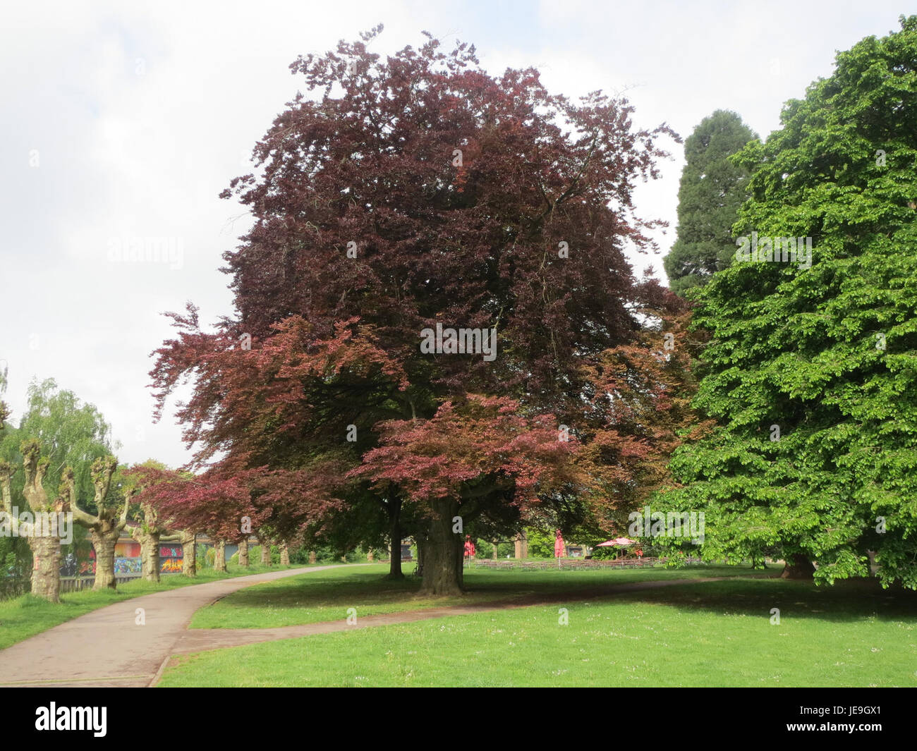 Fagus sylvatica 'Purpurea' is a cultivar of the European beech tree ...