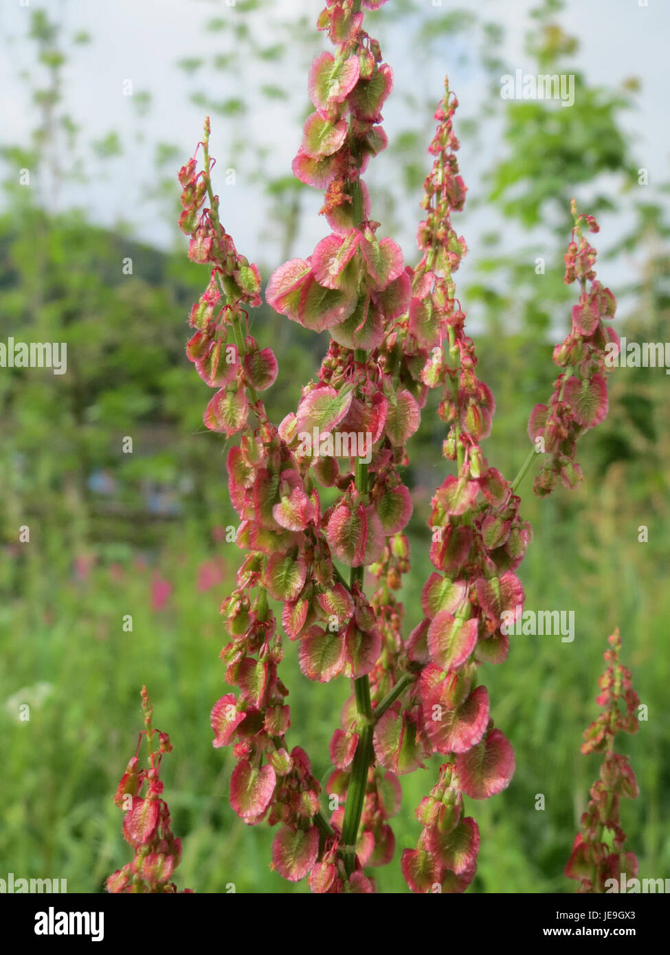 Rumex acetosa, commonly known as sorrel, is a perennial herbaceous ...