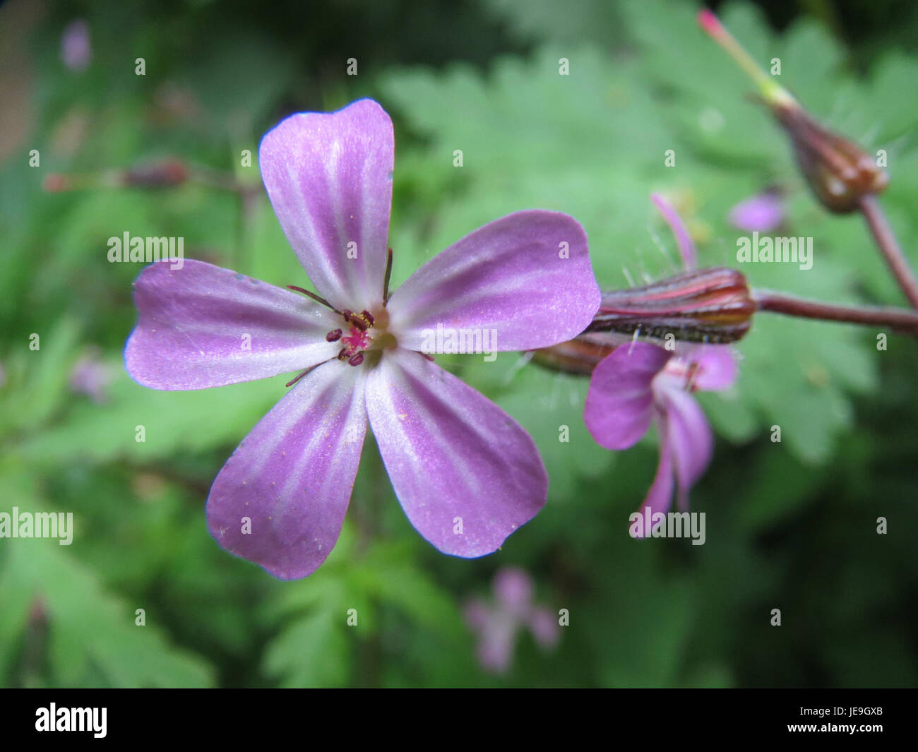 Geranium robertianum, commonly known as herb-Robert, is a small, low ...