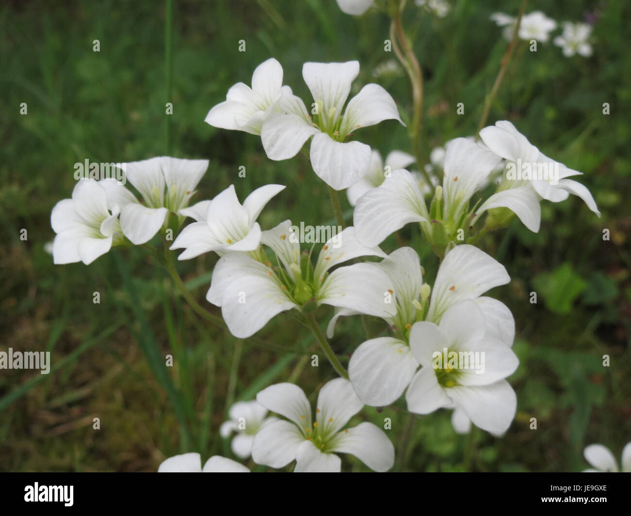Cerastium arvense, commonly known as field mouse-ear, is a perennial ...