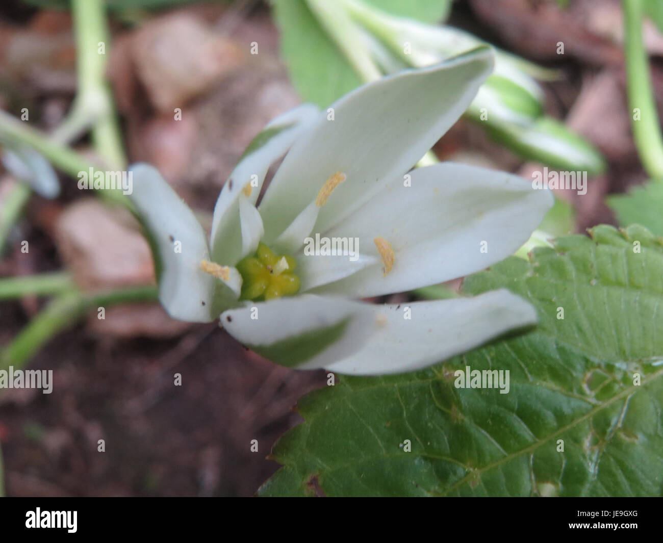 Ornithogalum umbellatum, commonly known as the Star-of-Bethlehem, is a ...
