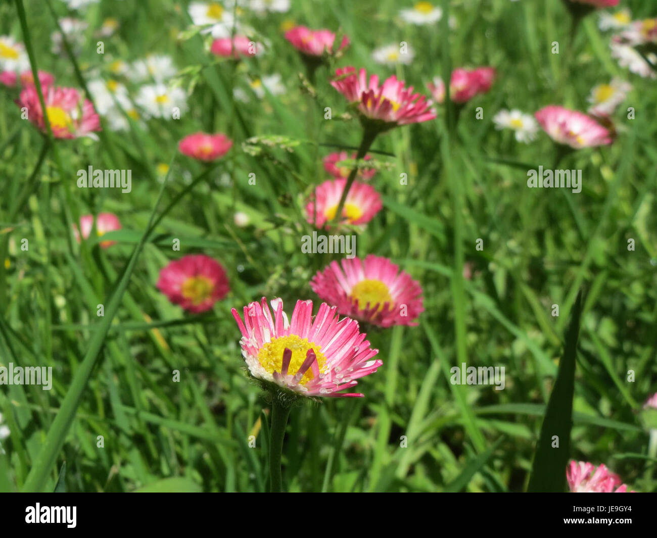 Bellis perennis common european species hi-res stock photography and ...
