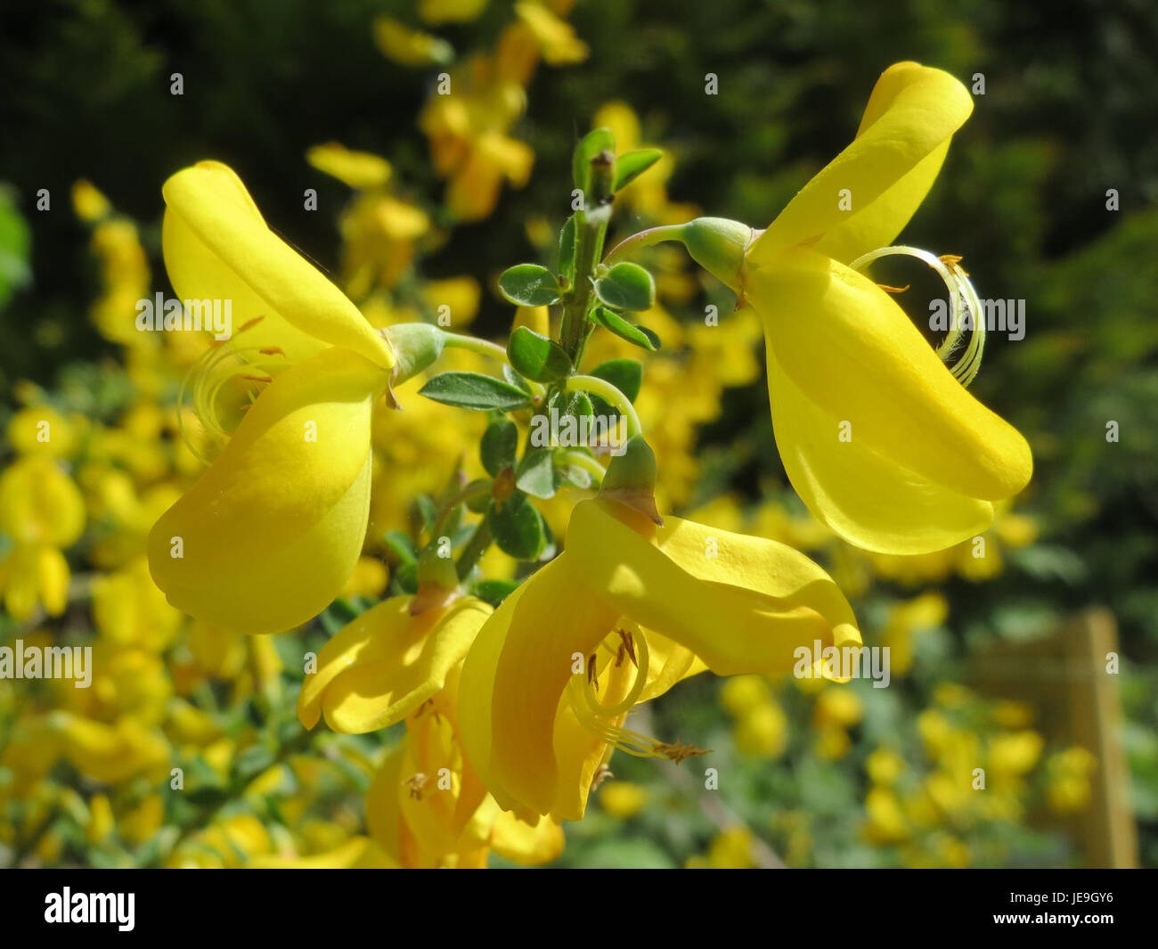 Cytisus scoparius known broom hi-res stock photography and images - Alamy