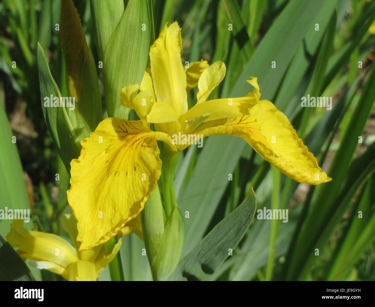 Iris pseudacorus, commonly known as yellow flag iris, is a flowering plant native to Europe and ...