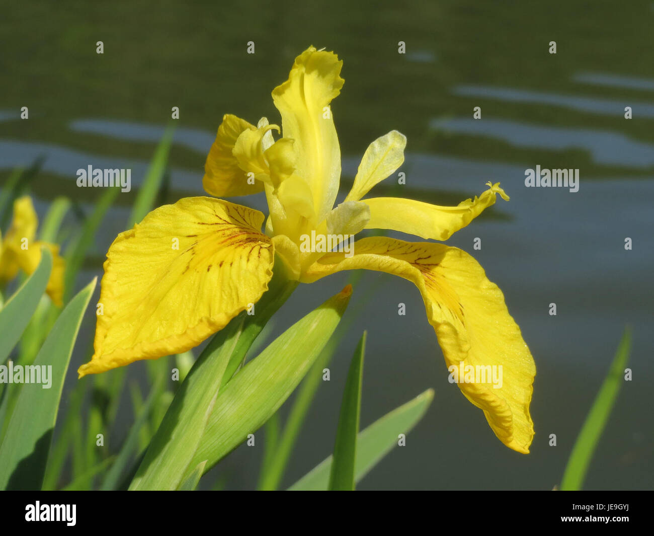 Native wetland species of iris hi-res stock photography and images - Alamy