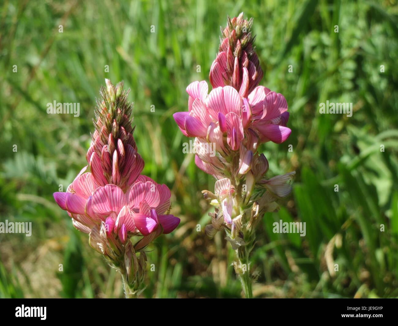 Onobrychis viciifolia, commonly known as sainfoin, is a perennial ...