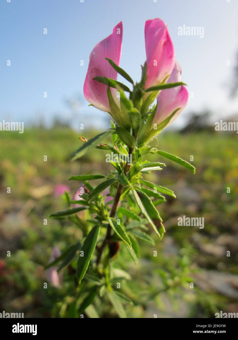 The Rhein River near Hockenheim, Germany, is a key geographical feature ...
