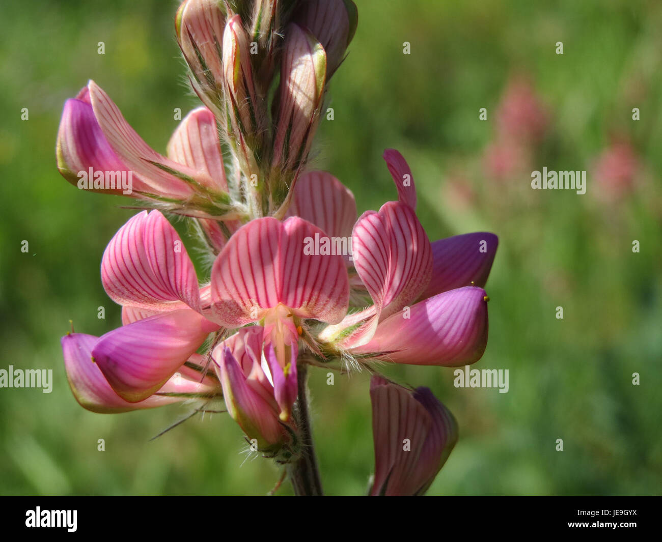 The image shows Onobrychis viciifolia, commonly known as sainfoin, a ...