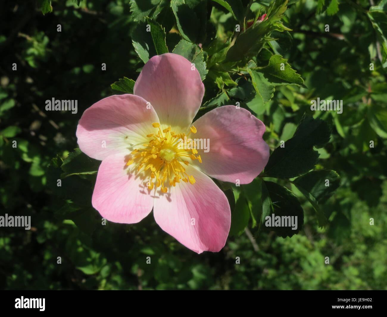 This image shows Rosa canina, commonly known as the dog rose. It is a ...