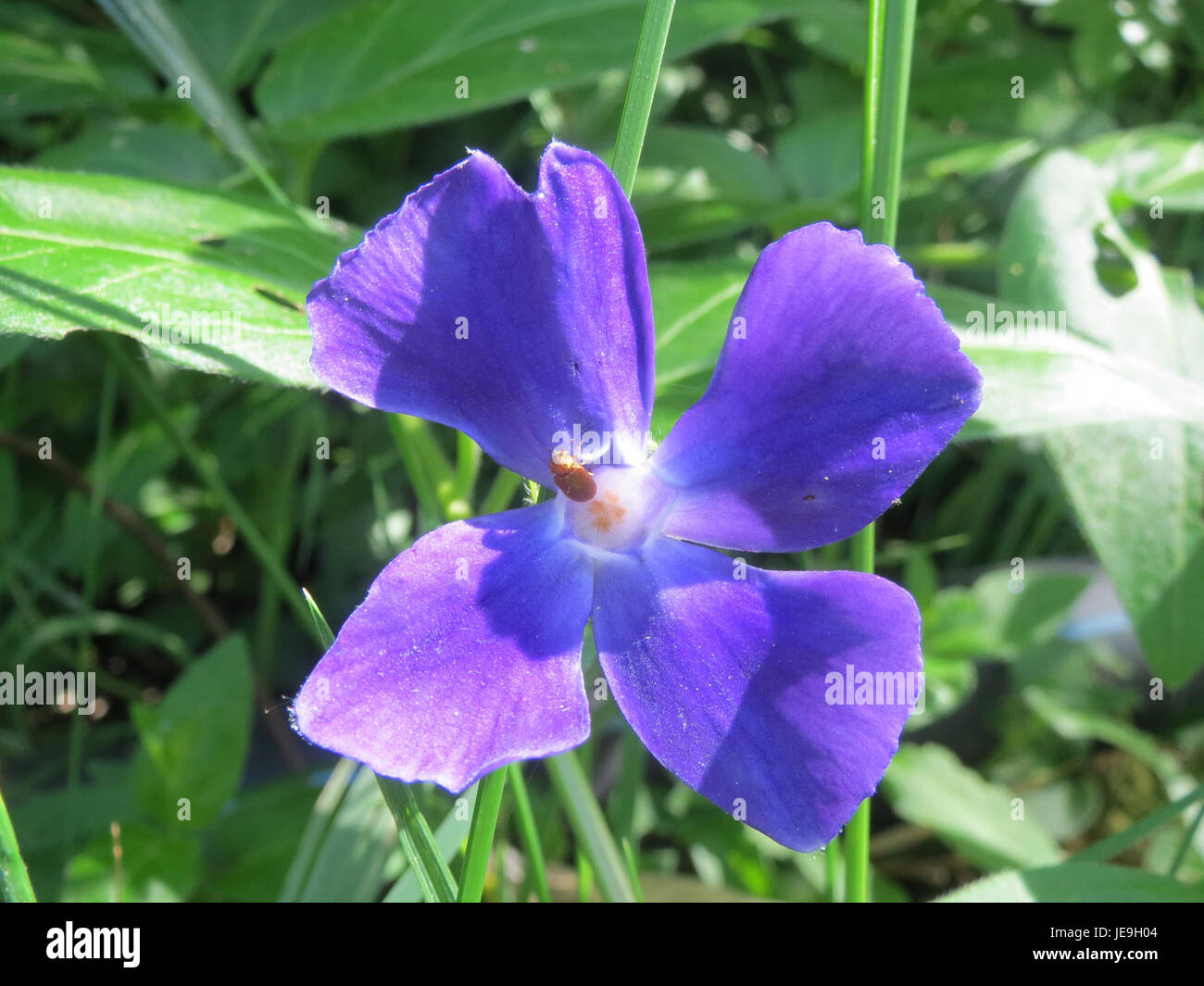 A photograph of Vinca major, a species of flowering plant, taken on May ...