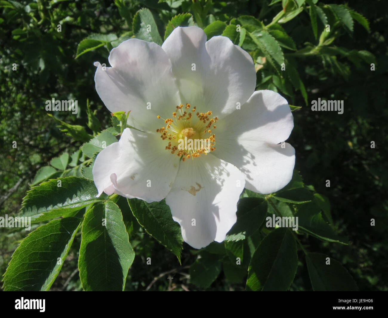 A photograph of Rosa canina, commonly known as dog rose, showcasing its ...