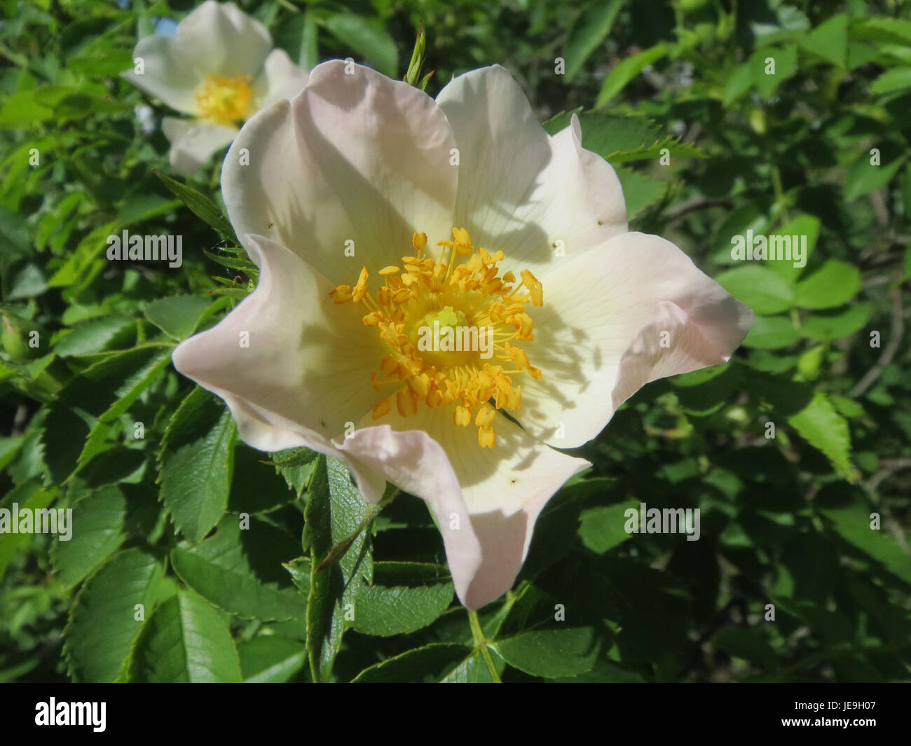An image of Rosa canina, commonly known as the dog rose, a species of ...