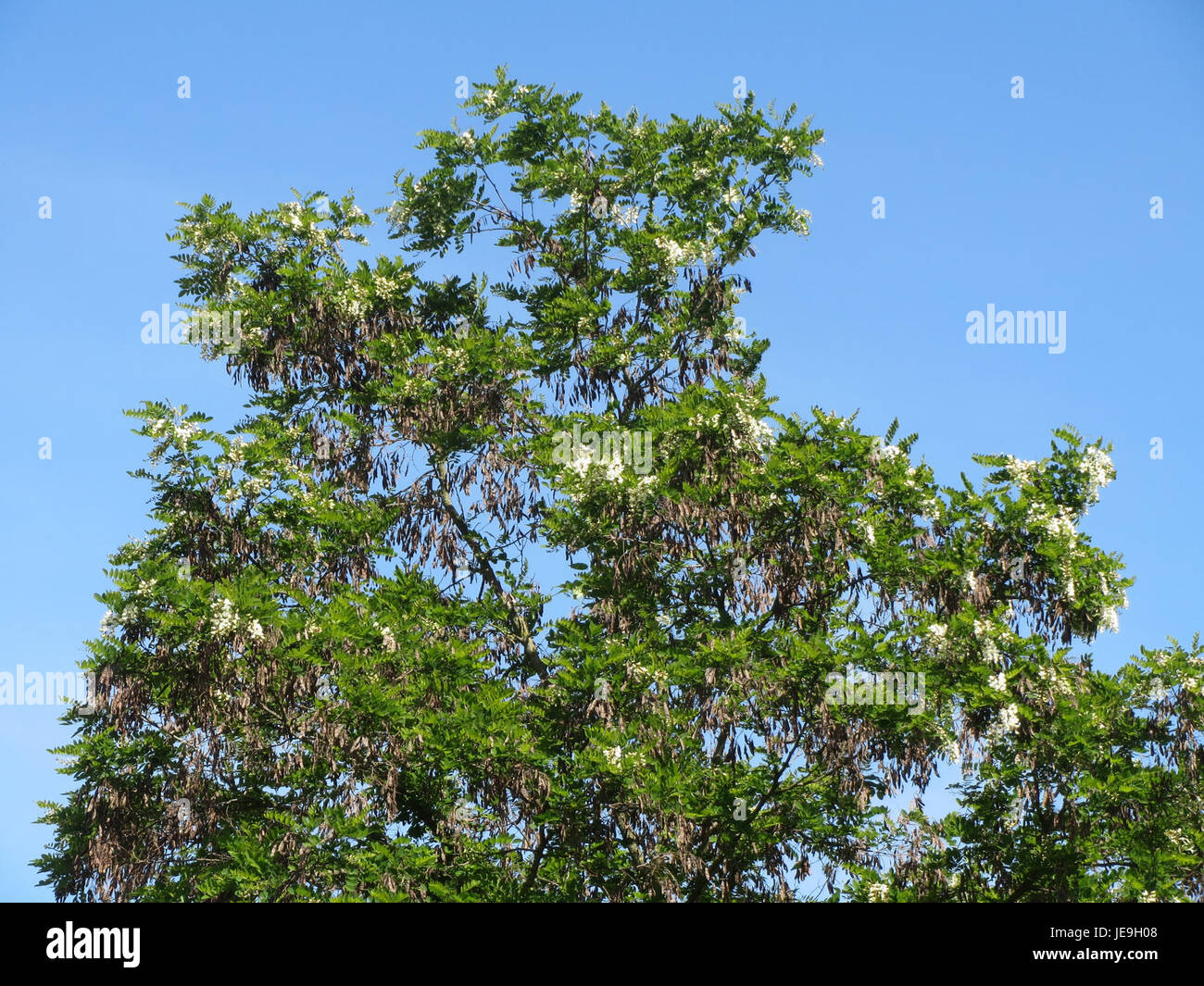Robinia pseudoacacia, commonly known as black locust, is a deciduous ...