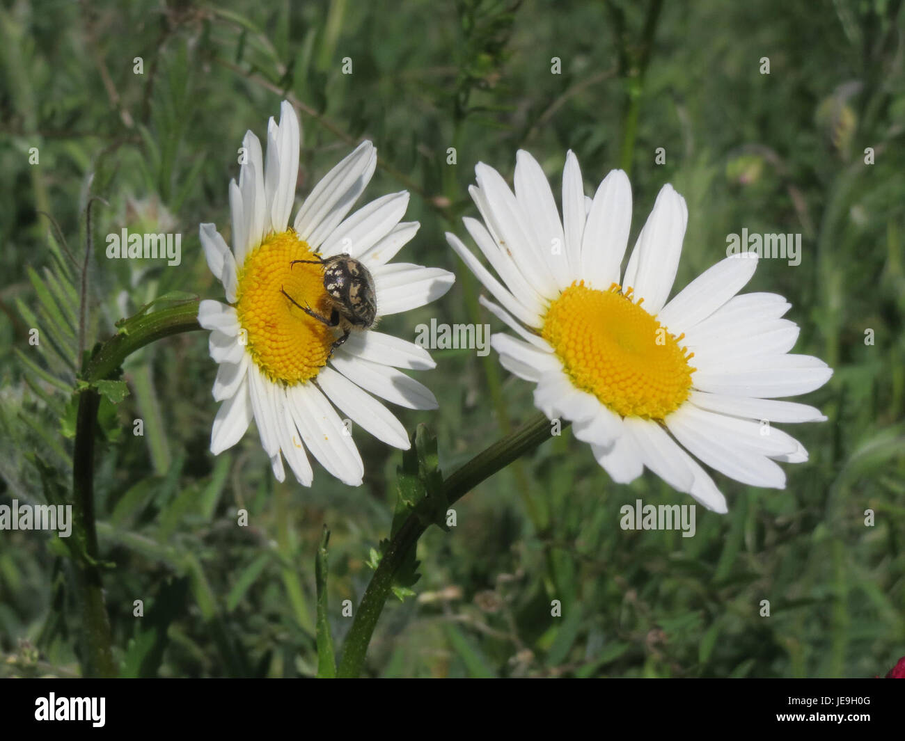 Leucanthemum vulgare, also known as the ox-eye daisy, is a perennial ...