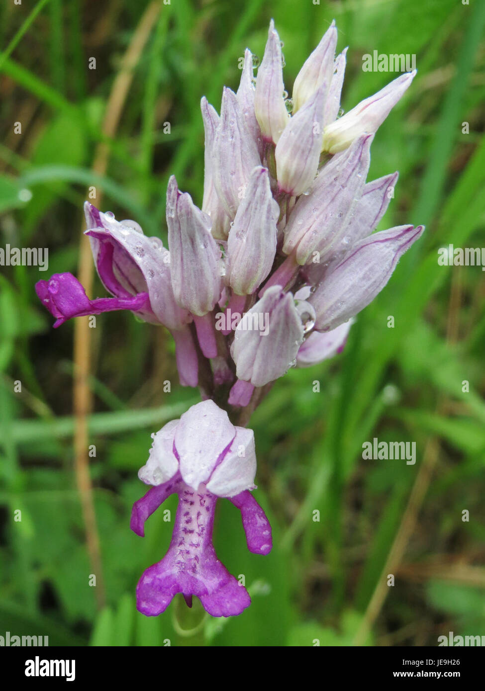 Specific flower structure hi-res stock photography and images - Alamy