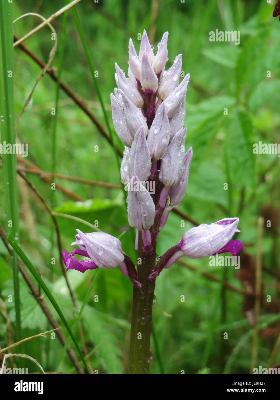 Several unique plant features hi-res stock photography and images - Alamy