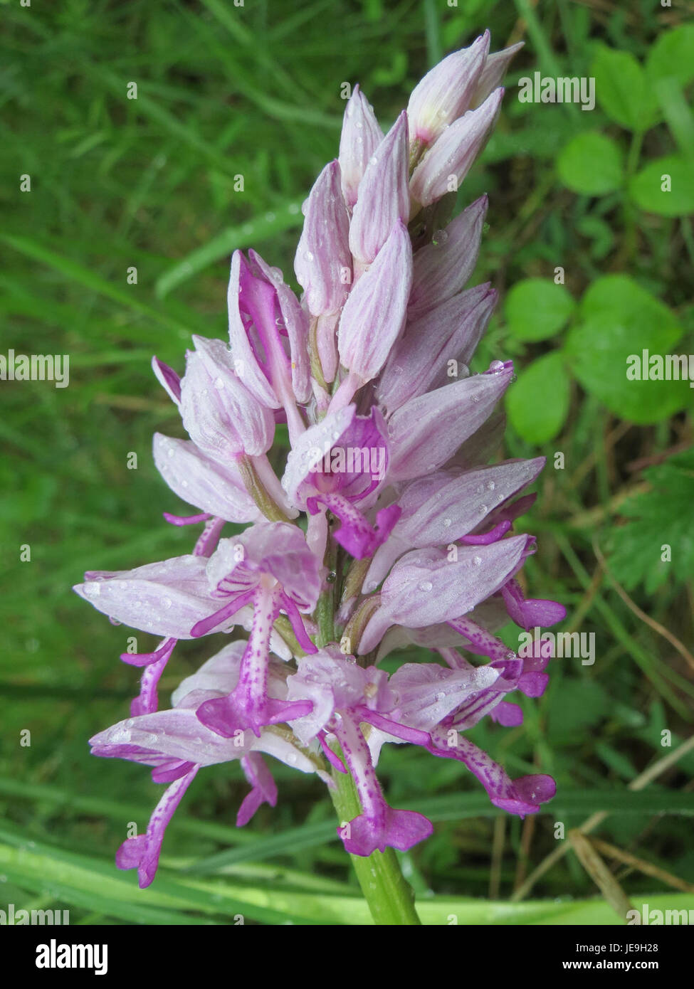 Orchis militaris, commonly known as the military orchid, is a species ...