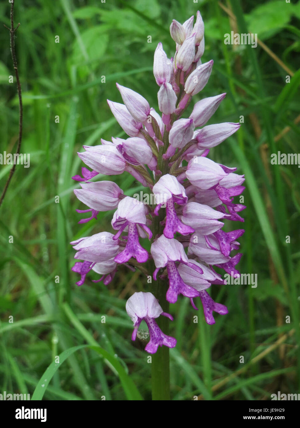 Orchis militaris, commonly known as the military orchid, is a species ...