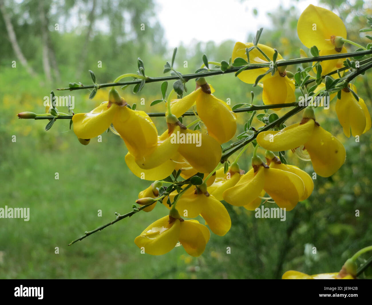 Cytisus scoparius, commonly known as broom, is a shrub native to Europe ...