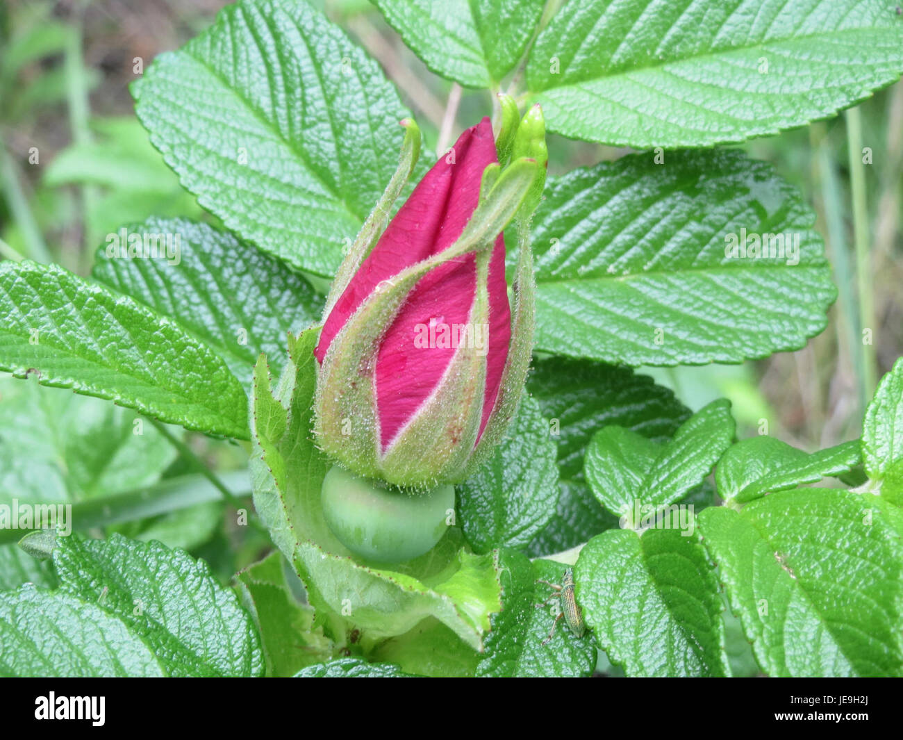 Rosa rugosa, also known as the rugosa rose, is a hardy, deciduous shrub ...