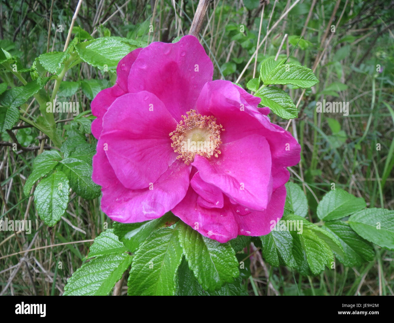 Rosa rugosa, commonly known as rugosa rose, is a hardy shrub native to ...