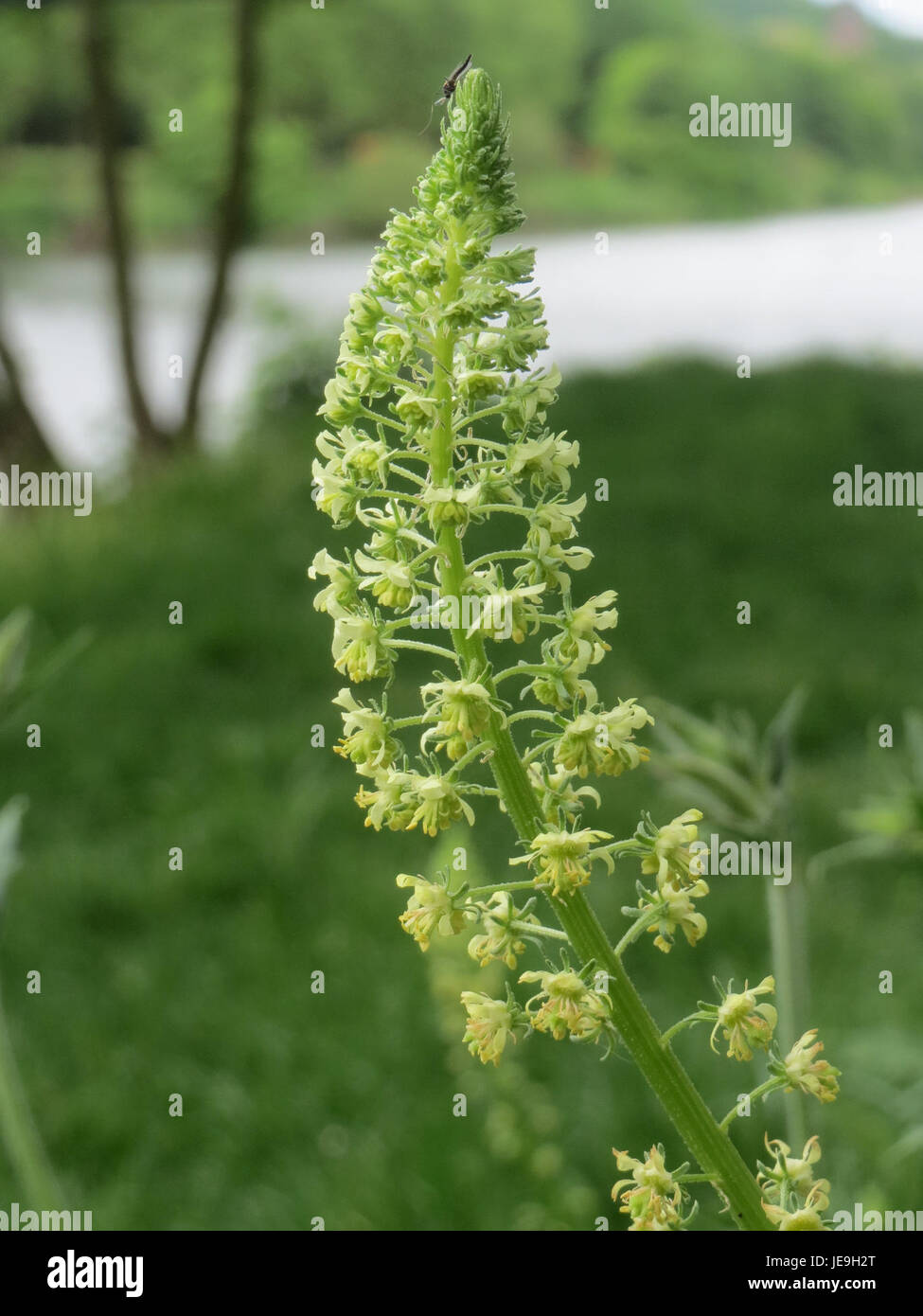 Reseda lutea, commonly known as yellow mignonette, is a flowering plant ...