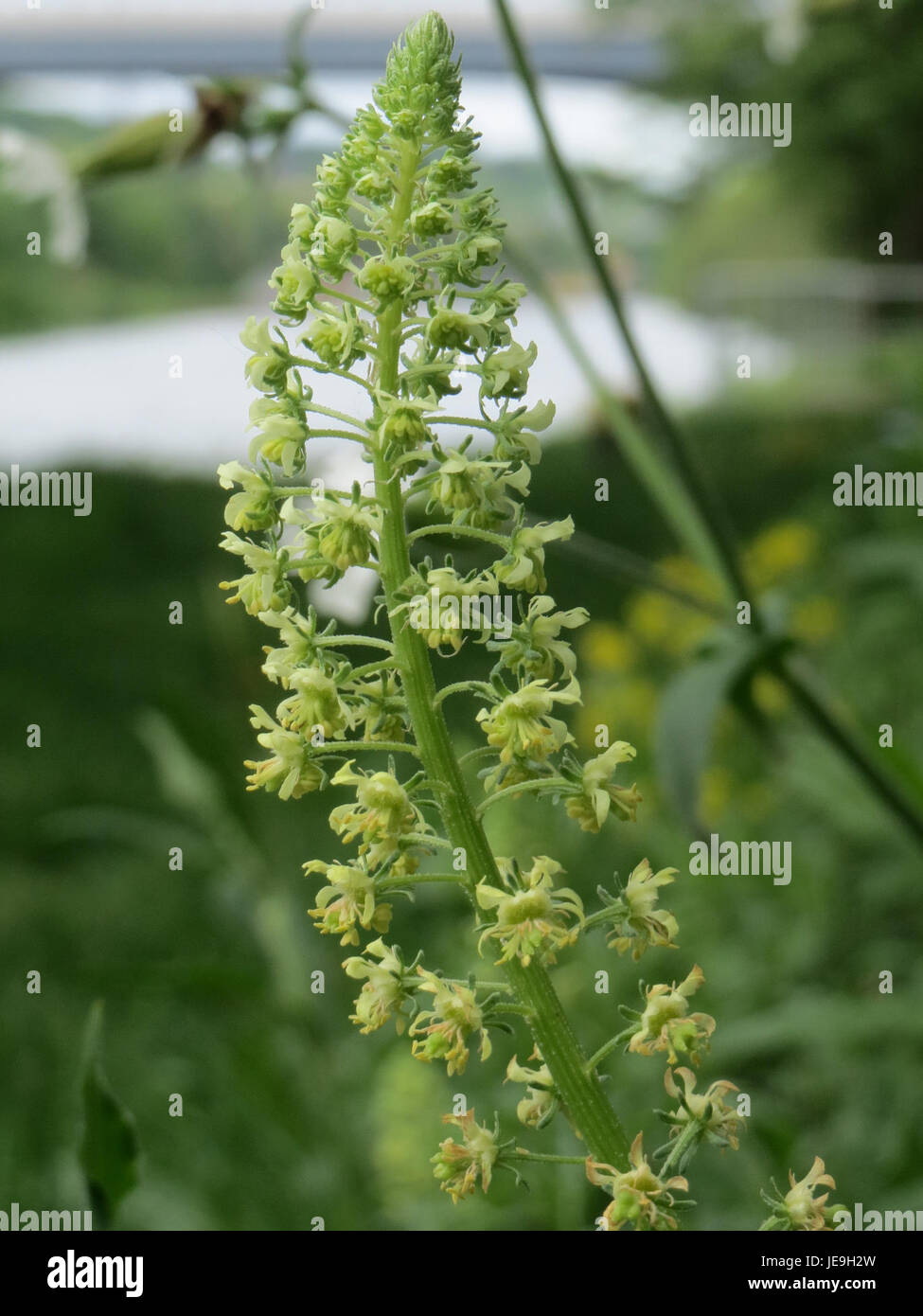 A photograph of Reseda lutea, commonly known as yellow mignonette ...
