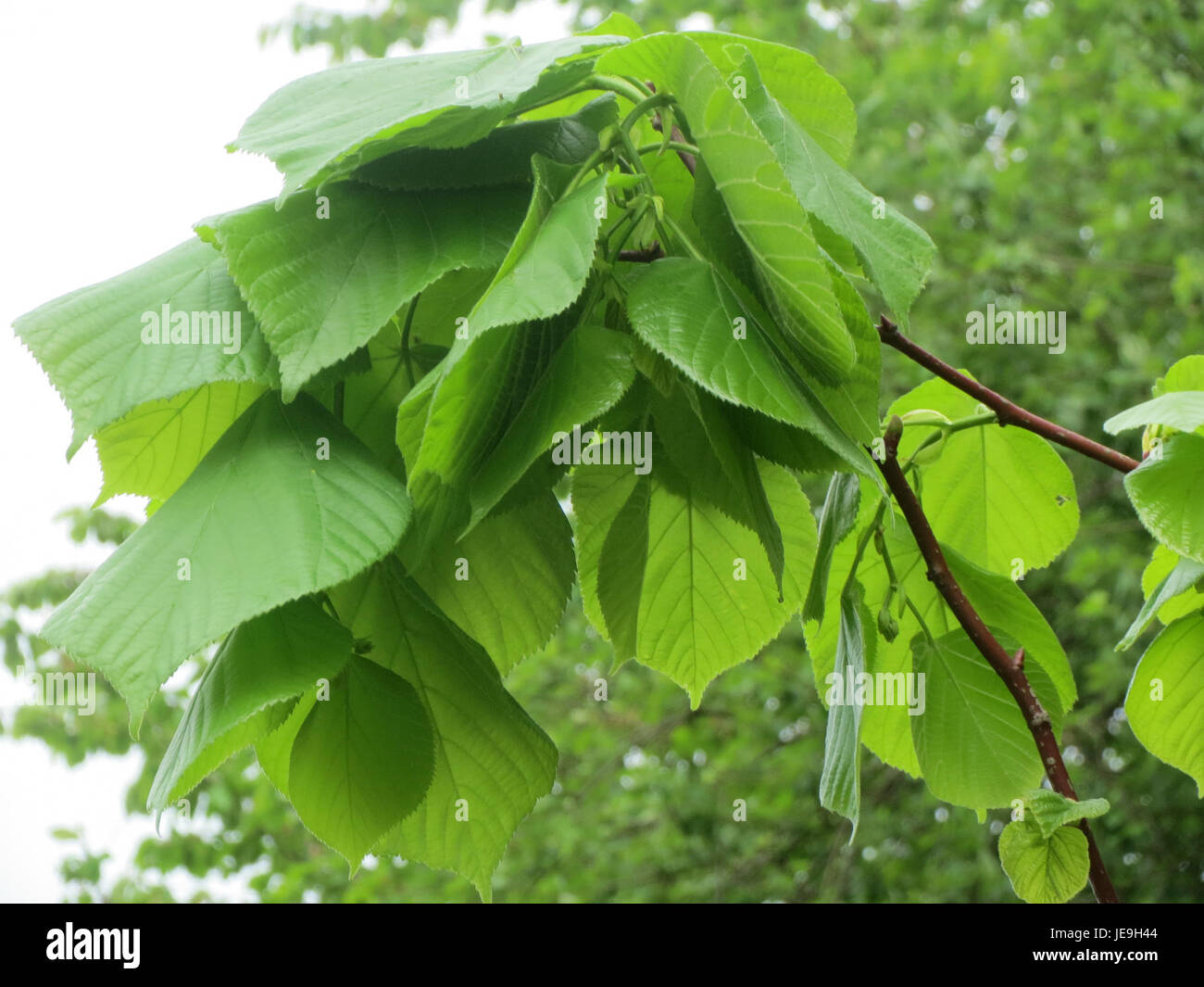 Tilia platyphyllos, commonly known as large-leaved lime or linden tree ...