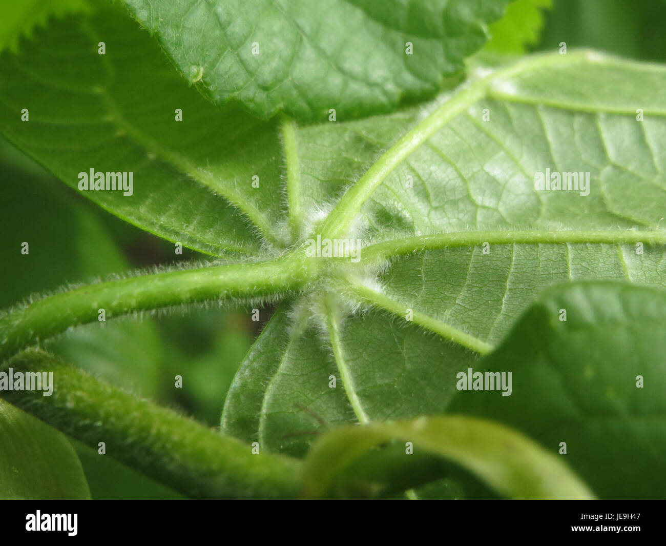 Tilia platyphyllos, also known as large-leaved lime, is a deciduous ...
