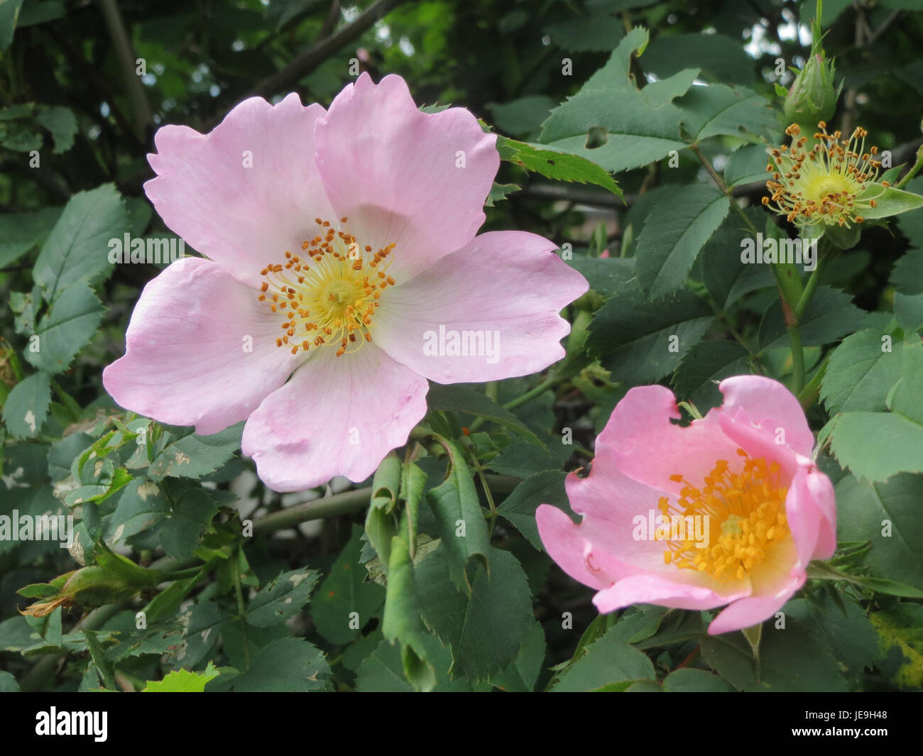 Rosa canina, commonly known as the dog rose, is a species of wild rose ...