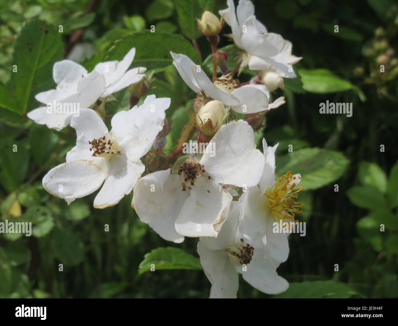 Rosa multiflora, also known as multiflora rose, is a deciduous shrub ...
