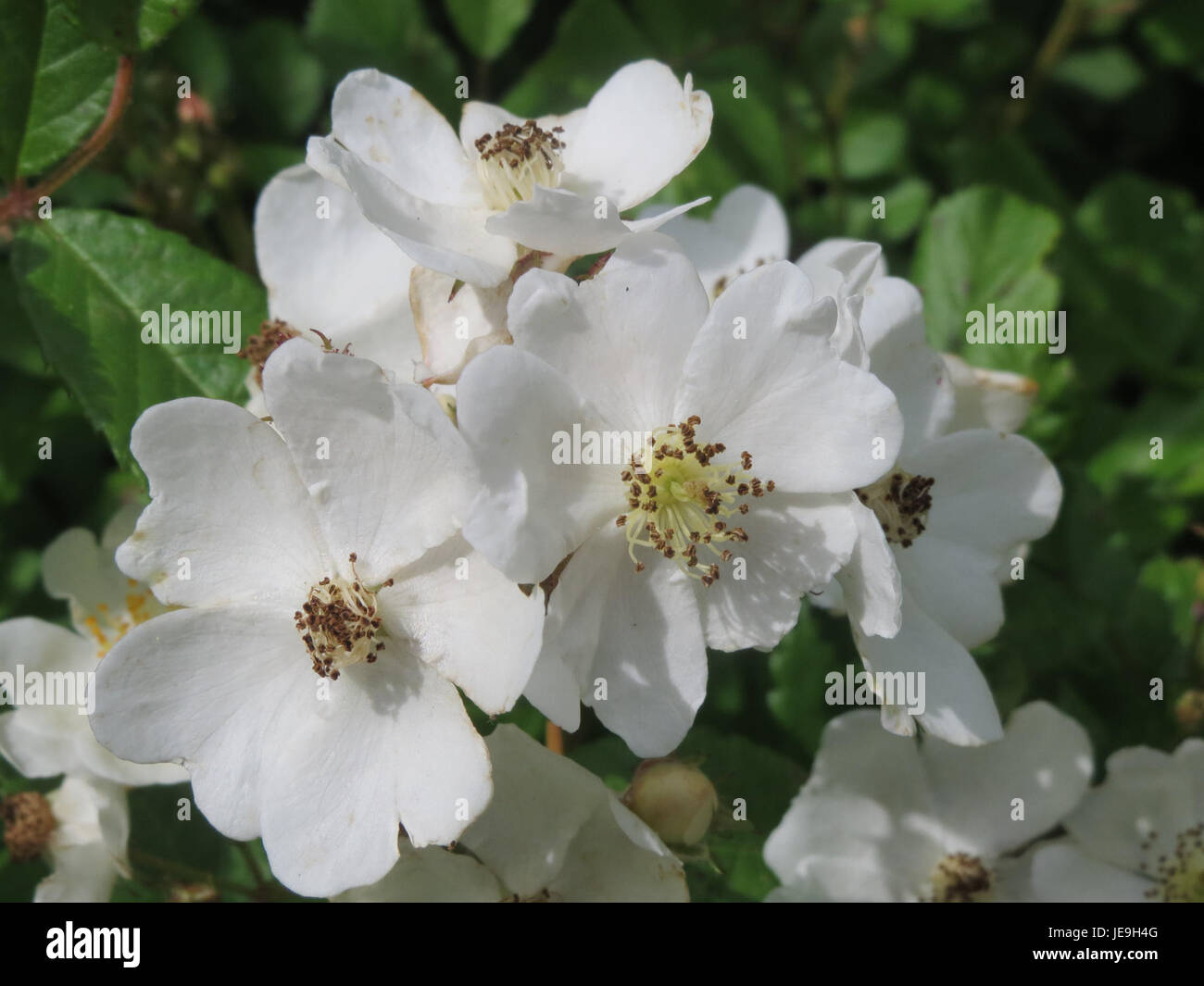 Rosa multiflora, commonly known as multiflora rose, is a flowering ...