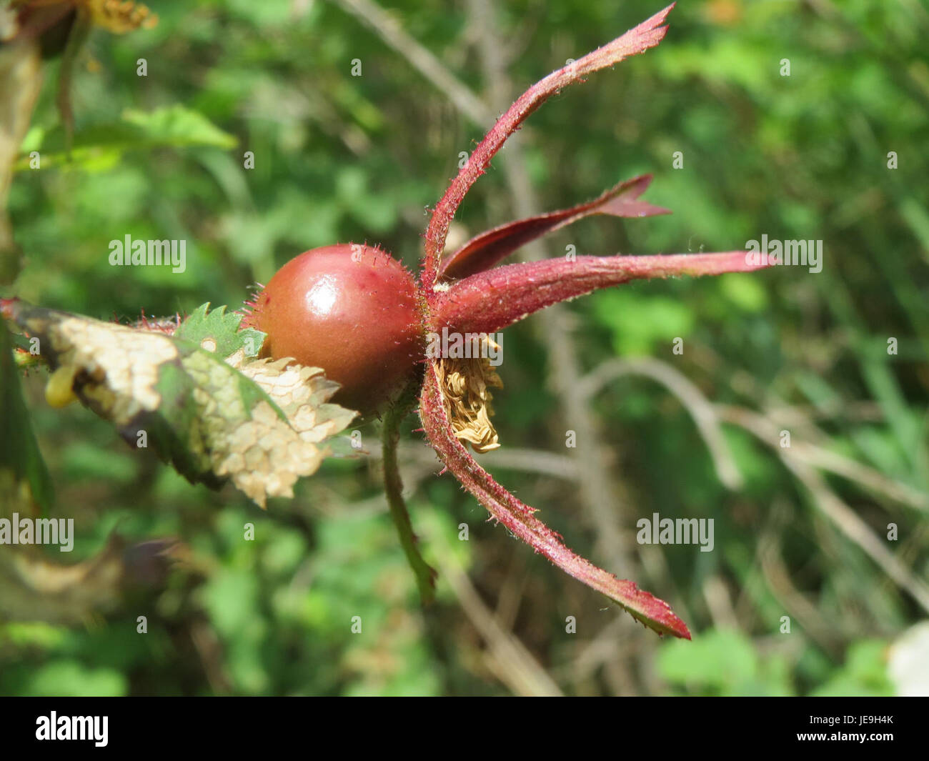 Rosa spinosissima, commonly known as the burnet rose, is a thorny shrub ...