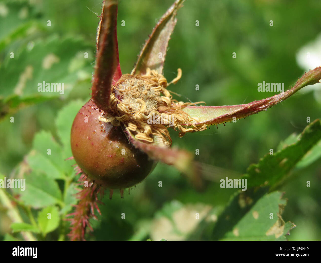 Rosa spinosissima, commonly known as the Scotch rose, is a species of ...
