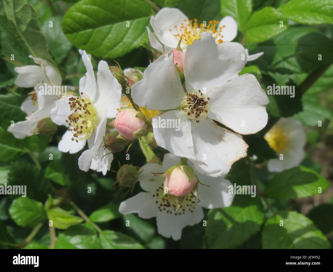 Rosa multiflora rose species hi-res stock photography and images - Alamy
