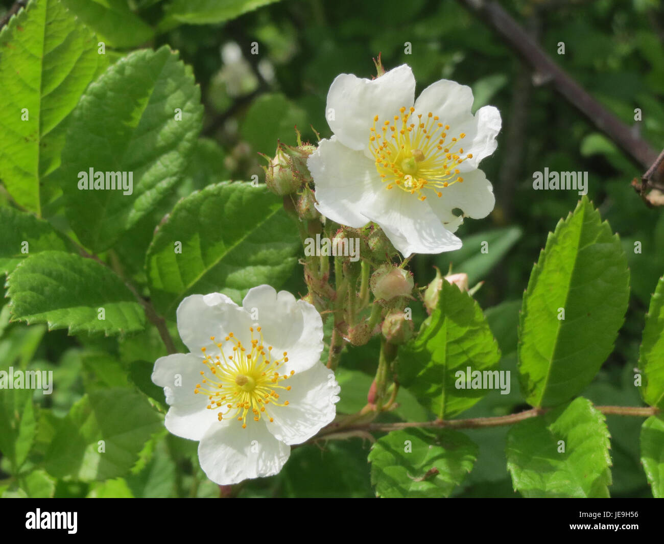 Rosa multiflora, commonly known as multiflora rose, is a fast-growing ...
