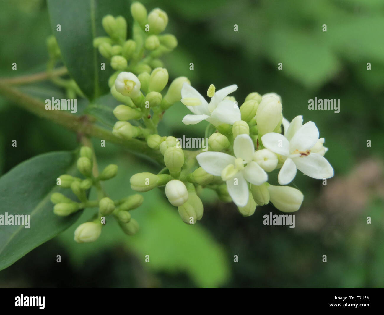 Ligustrum vulgare, commonly known as privet, is a shrub native to ...