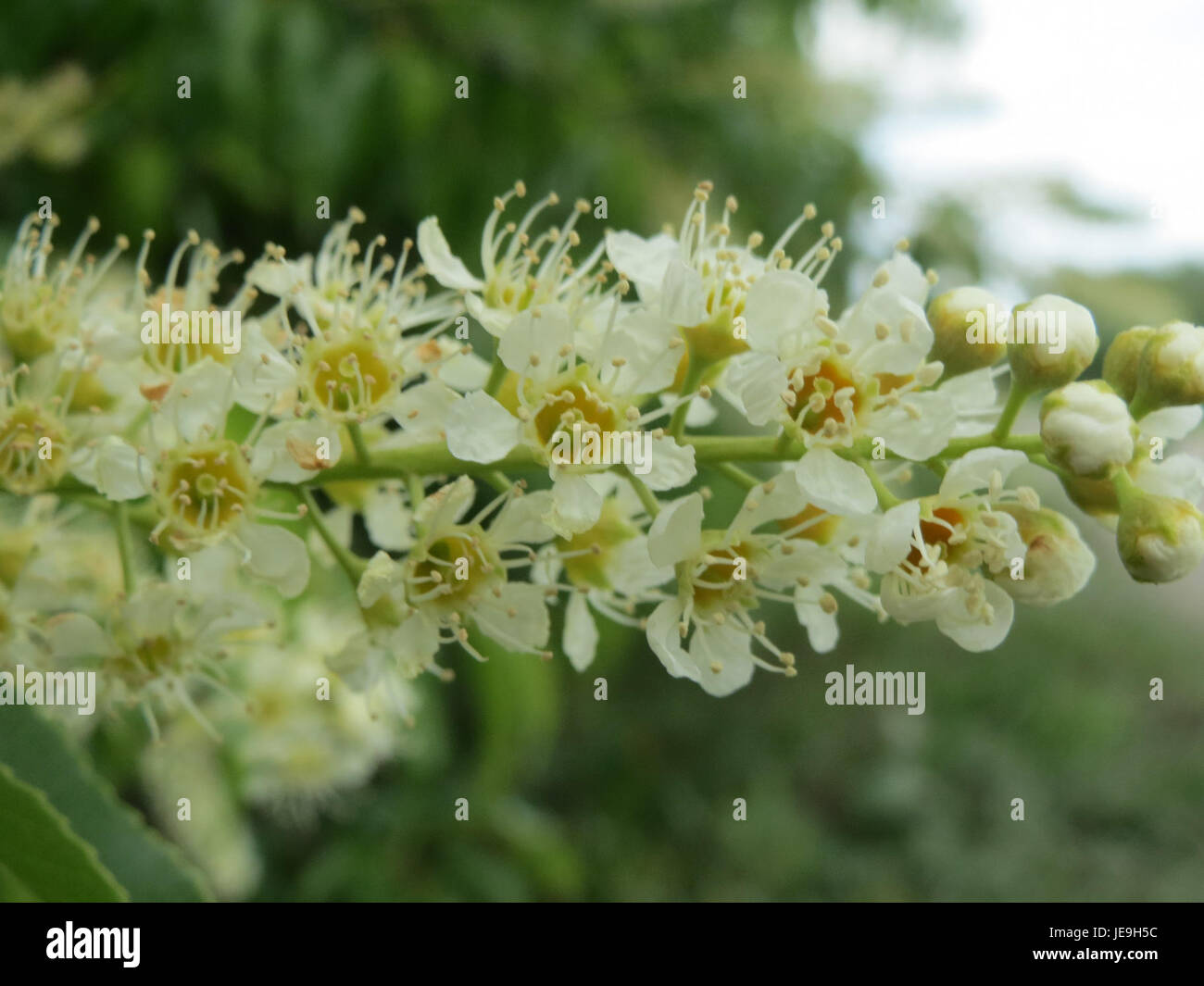 Prunus serotina, commonly known as black cherry, is a tree species ...