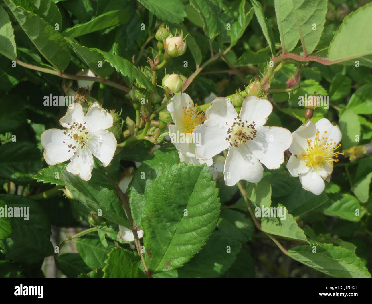 Rosa multiflora species flowering hi-res stock photography and images ...