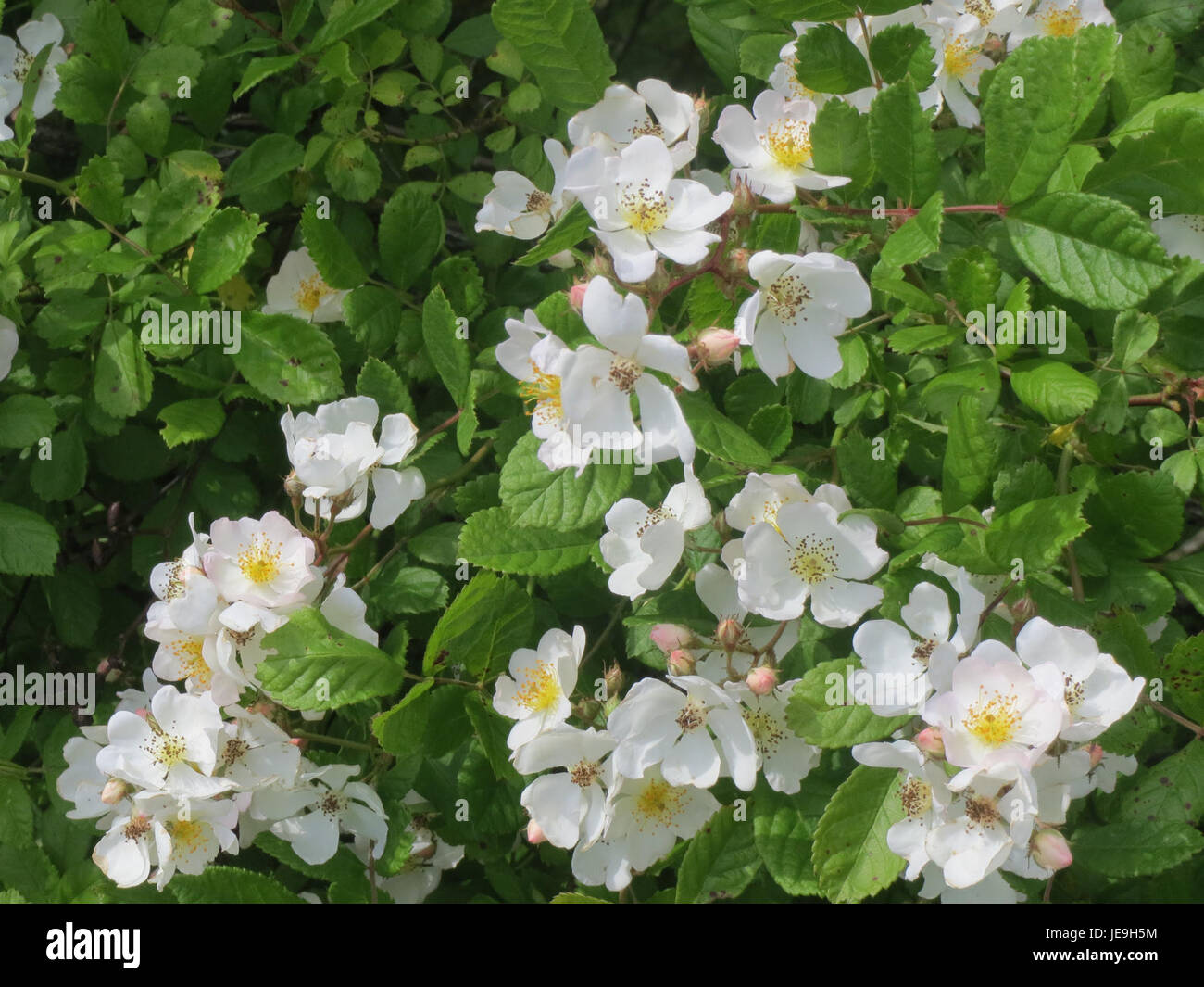 Rosa multiflora rose species hi-res stock photography and images - Alamy