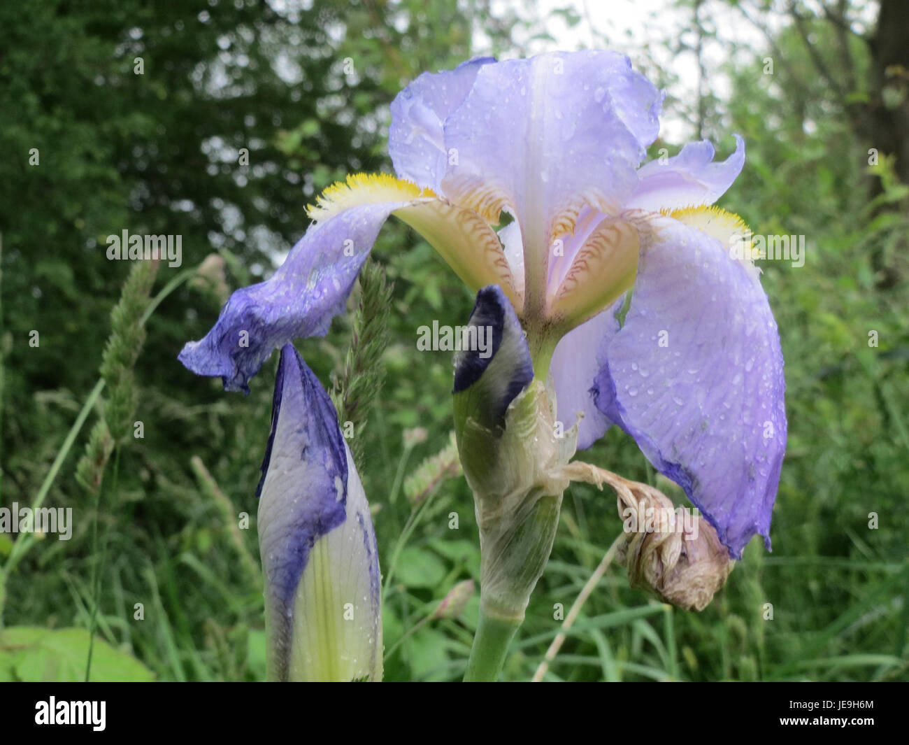 A photograph of *Iris versicolor*, also known as the blue flag iris ...