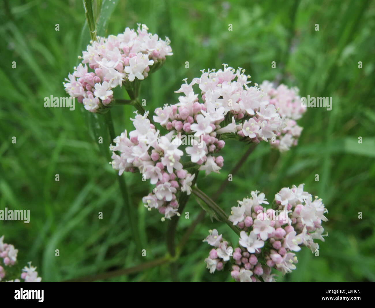 Valeriana officinalis, commonly known as valerian, is a perennial herb ...