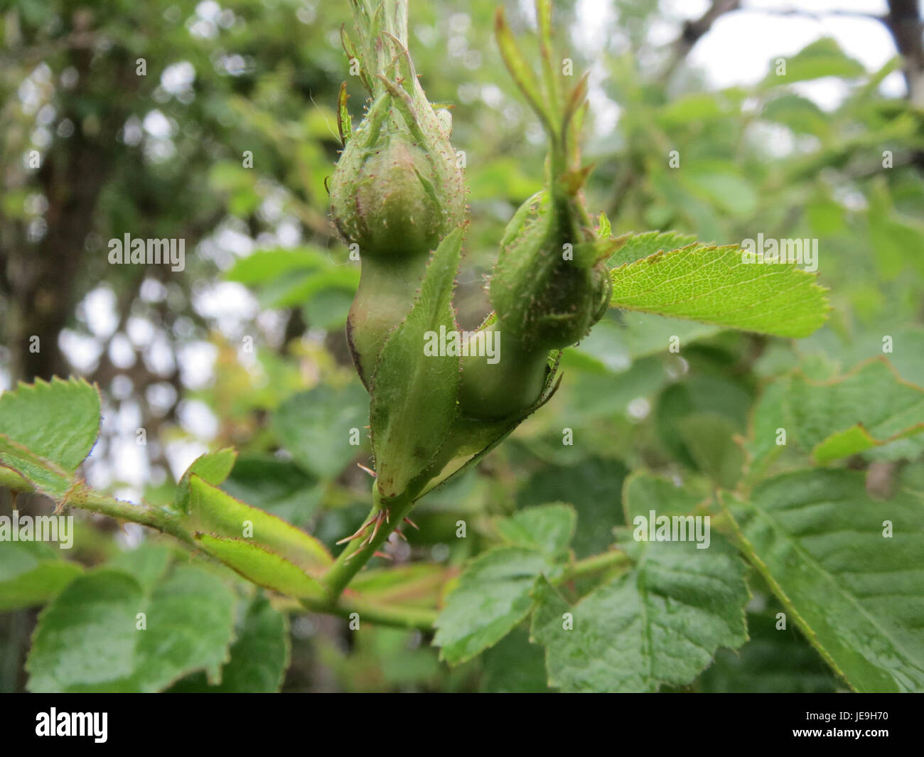 This image shows Rosa rubiginosa, commonly known as sweet briar or ...