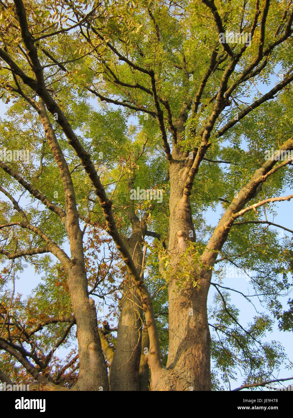 This image from October 23, 2012, features the Esche (Ash tree) at ...