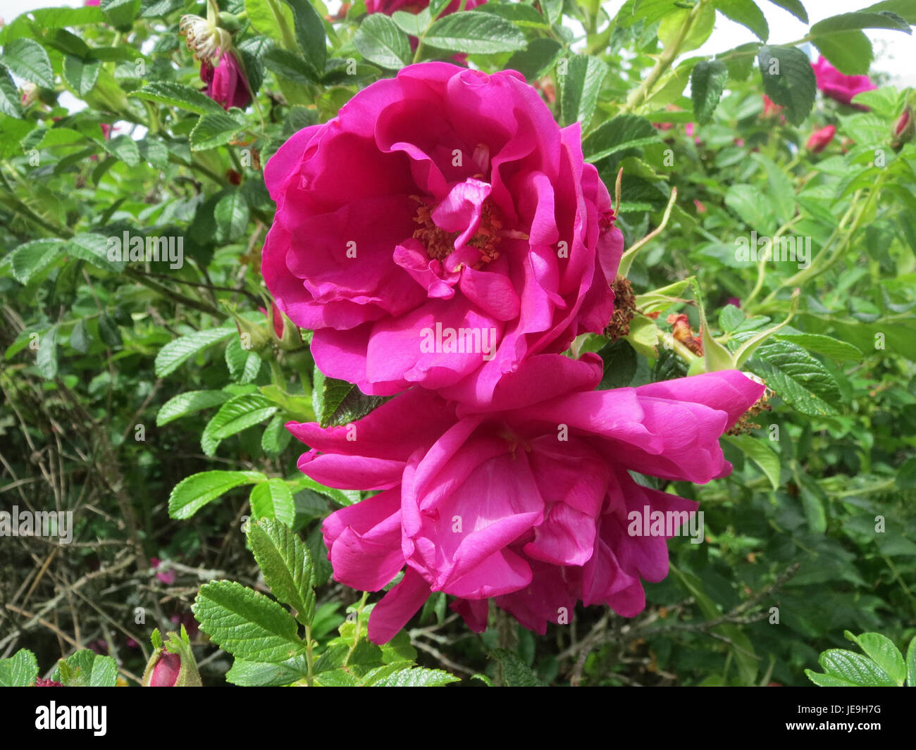 Rosa rugosa, commonly known as rugosa rose, is a hardy shrub known for ...